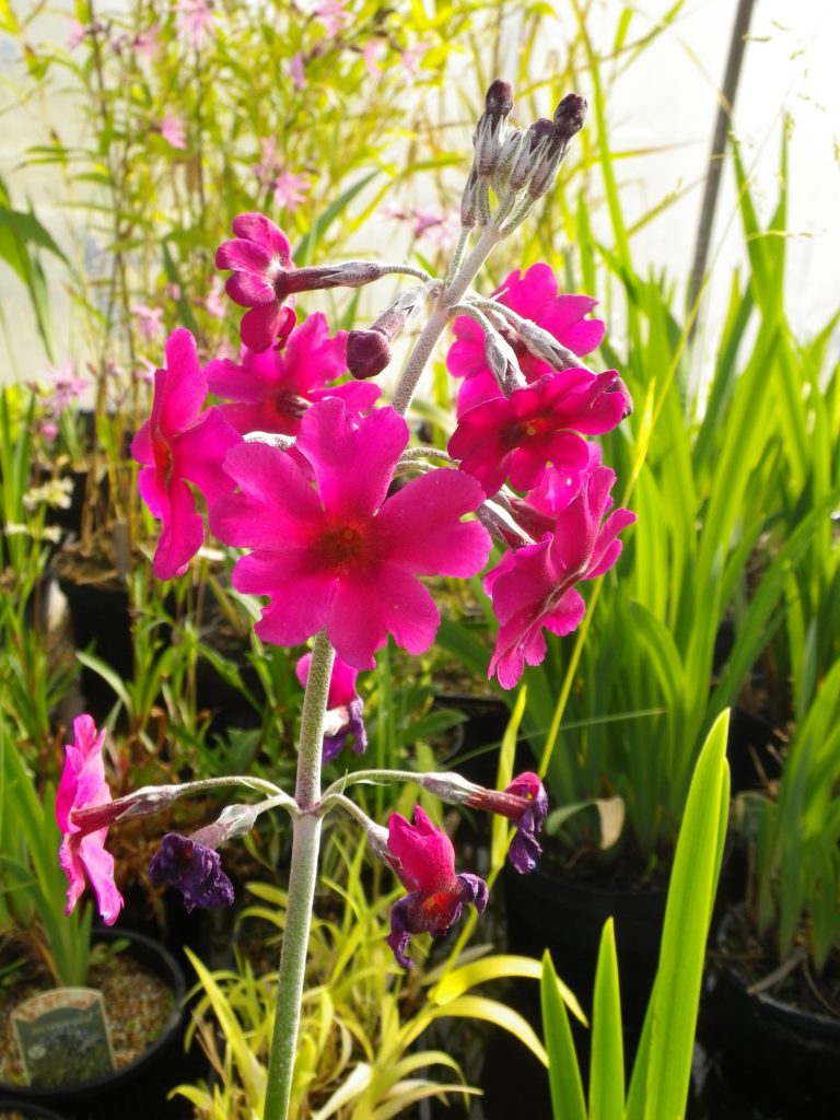 Primula pulverulenta (Mealy primrose) - Devon Pond Plants