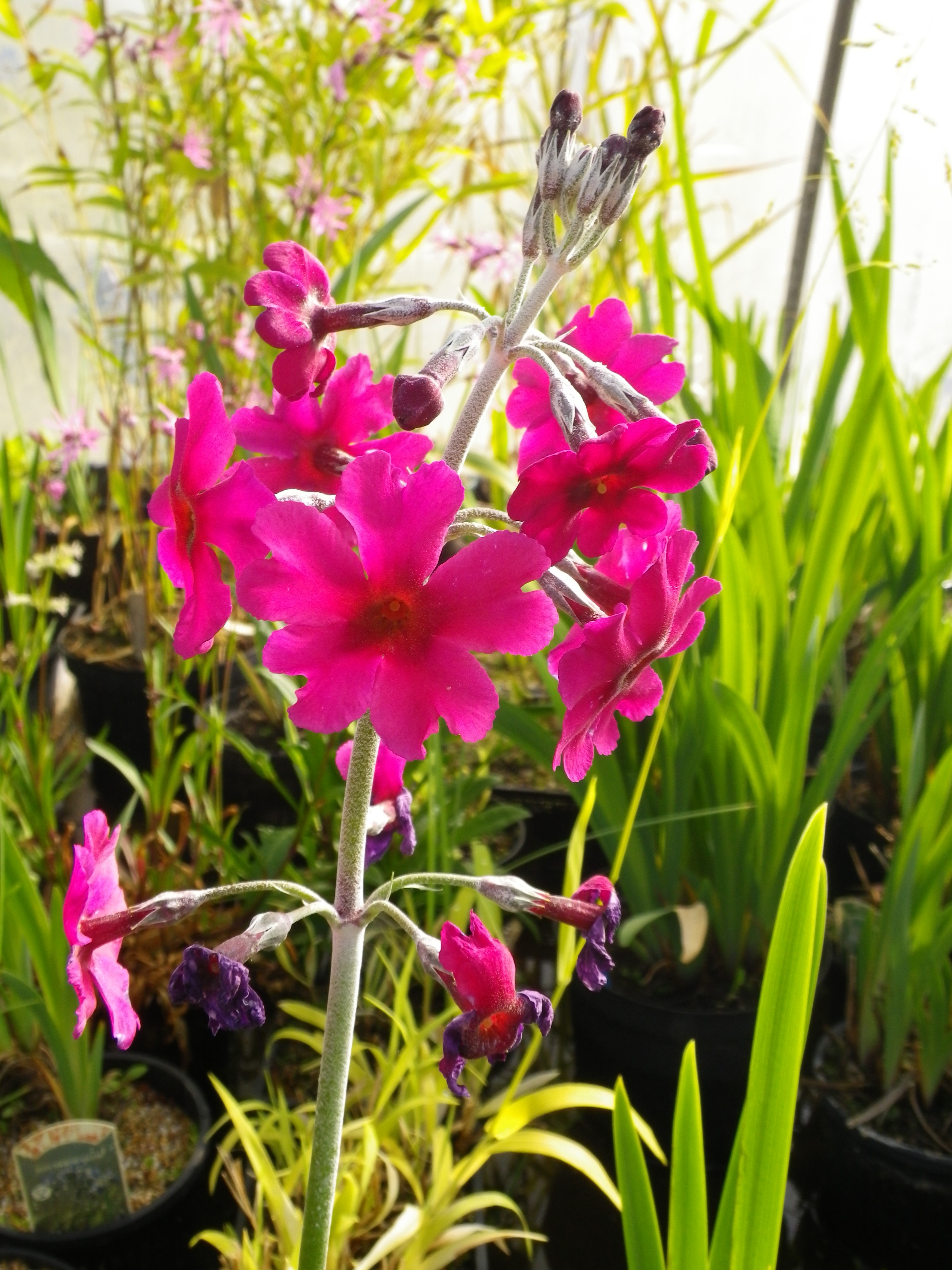 Primula pulverulenta (Mealy primrose) - Devon Pond Plants
