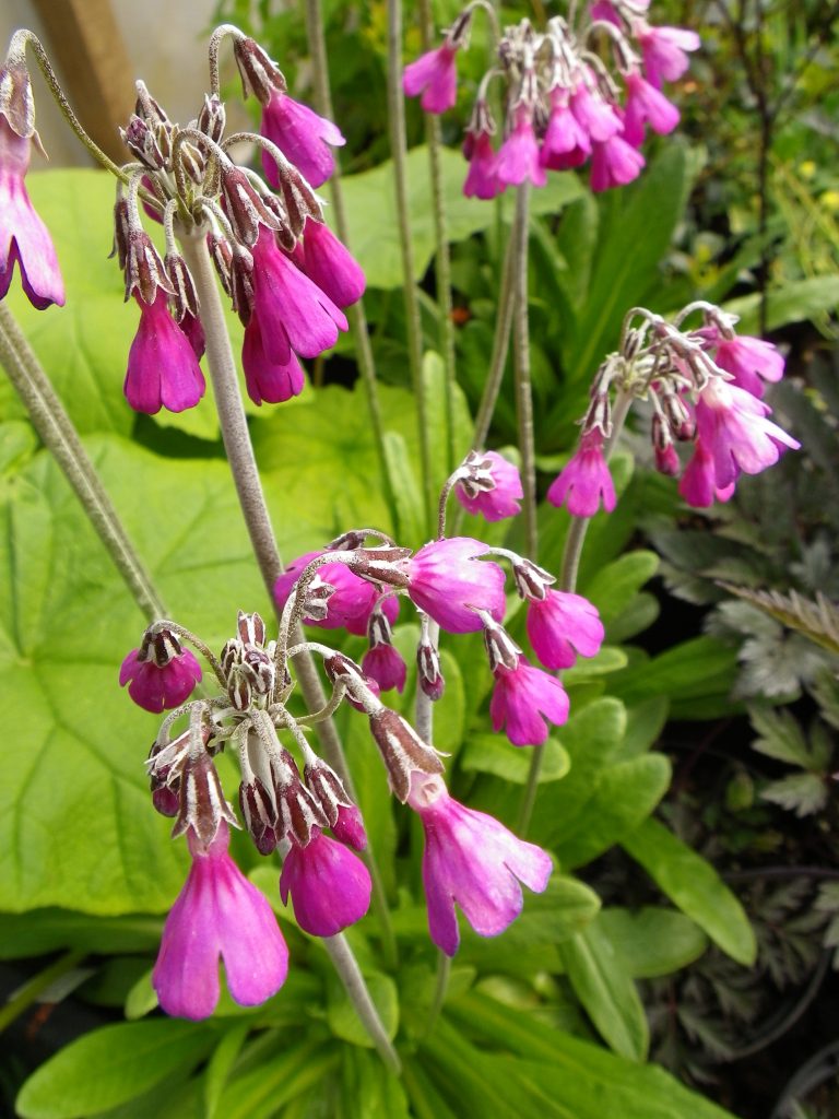 Primula secundiflora - Devon Pond Plants
