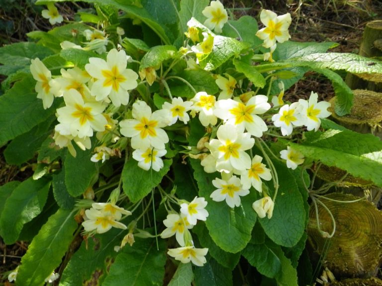 Primula vulgaris (Primrose) - Devon Pond Plants