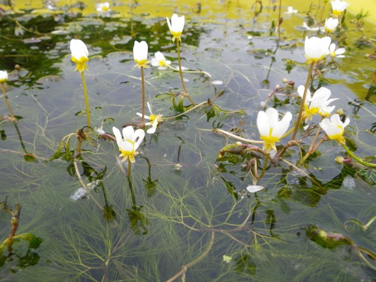 Ranunculus aquatilis (Water crowfoot) - Devon Pond Plants