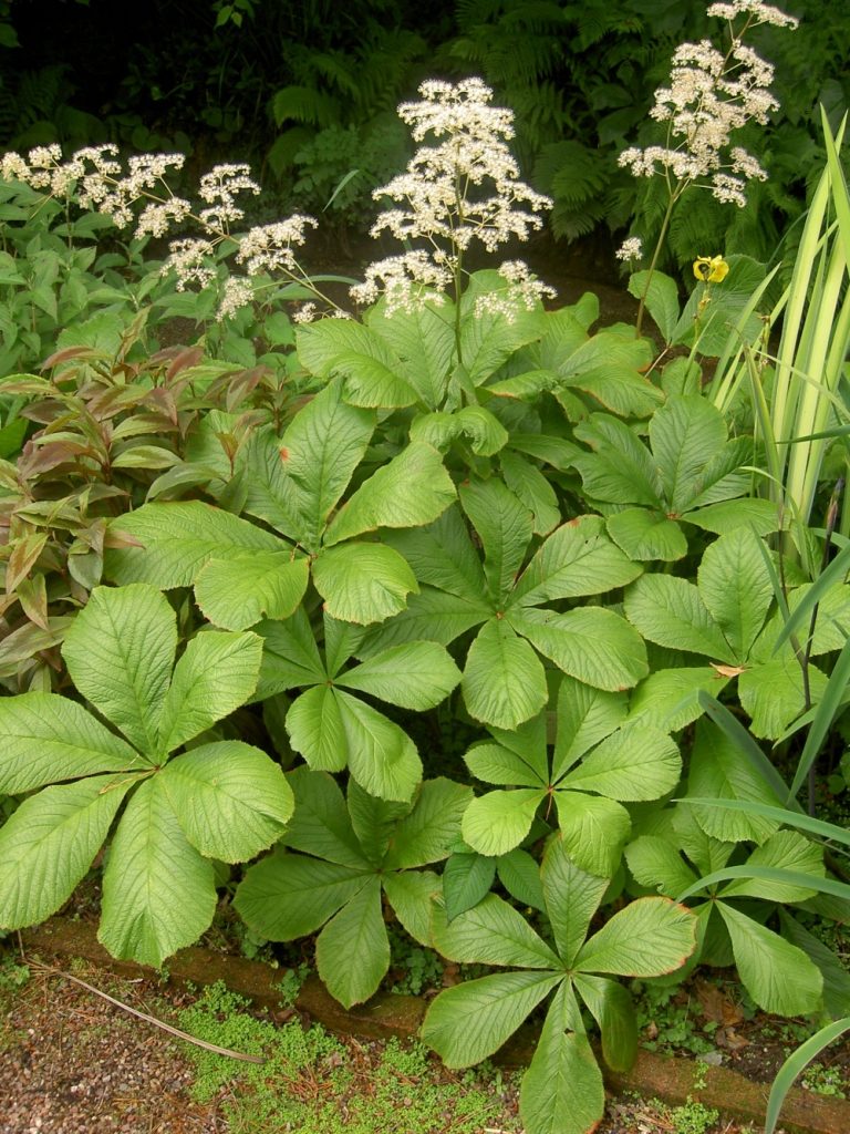 Rodgersia aesculifolia (Feather leaf) - Devon Pond Plants