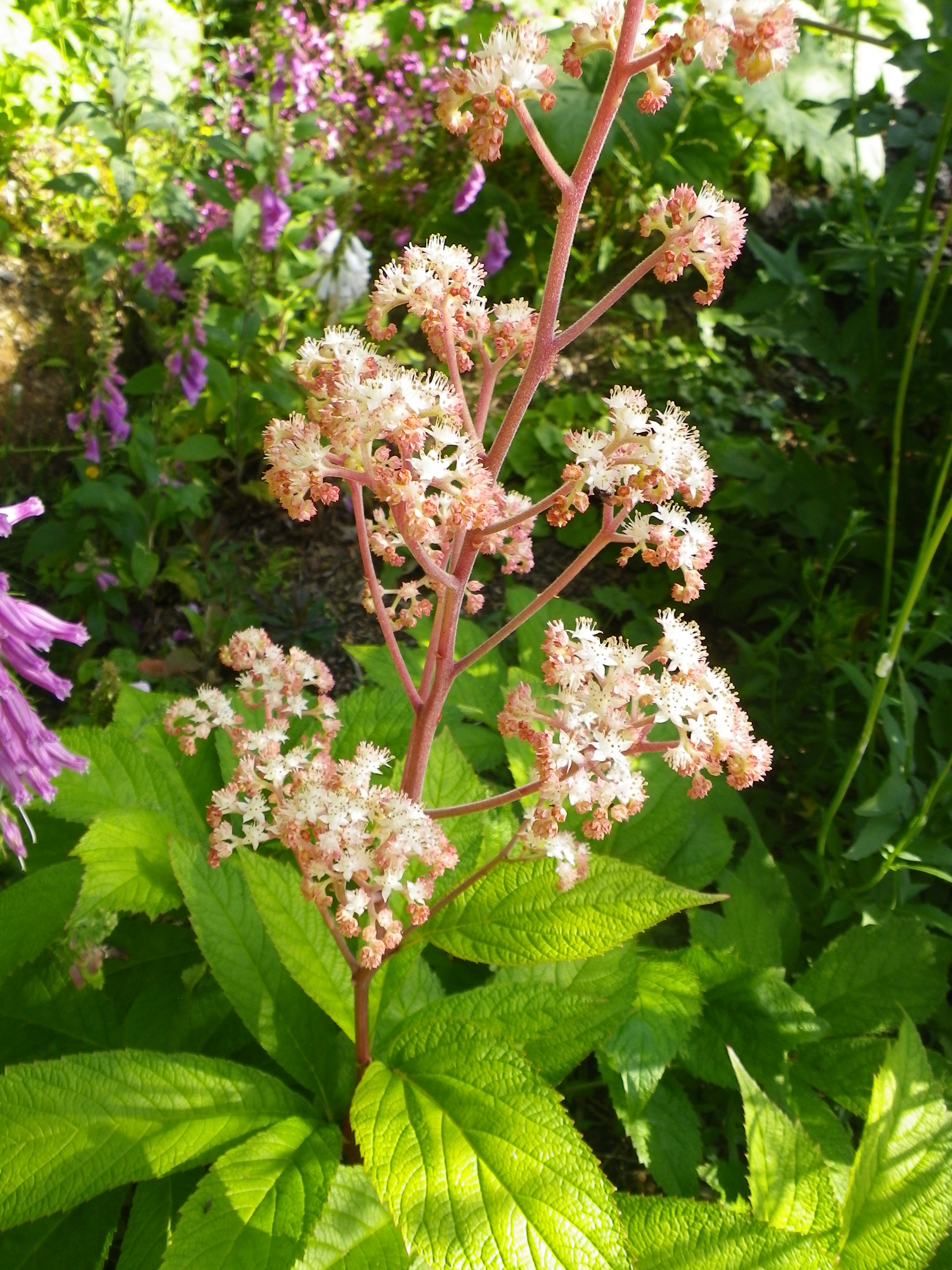Rodgersia pinnata (Feather leaf) - Devon Pond Plants