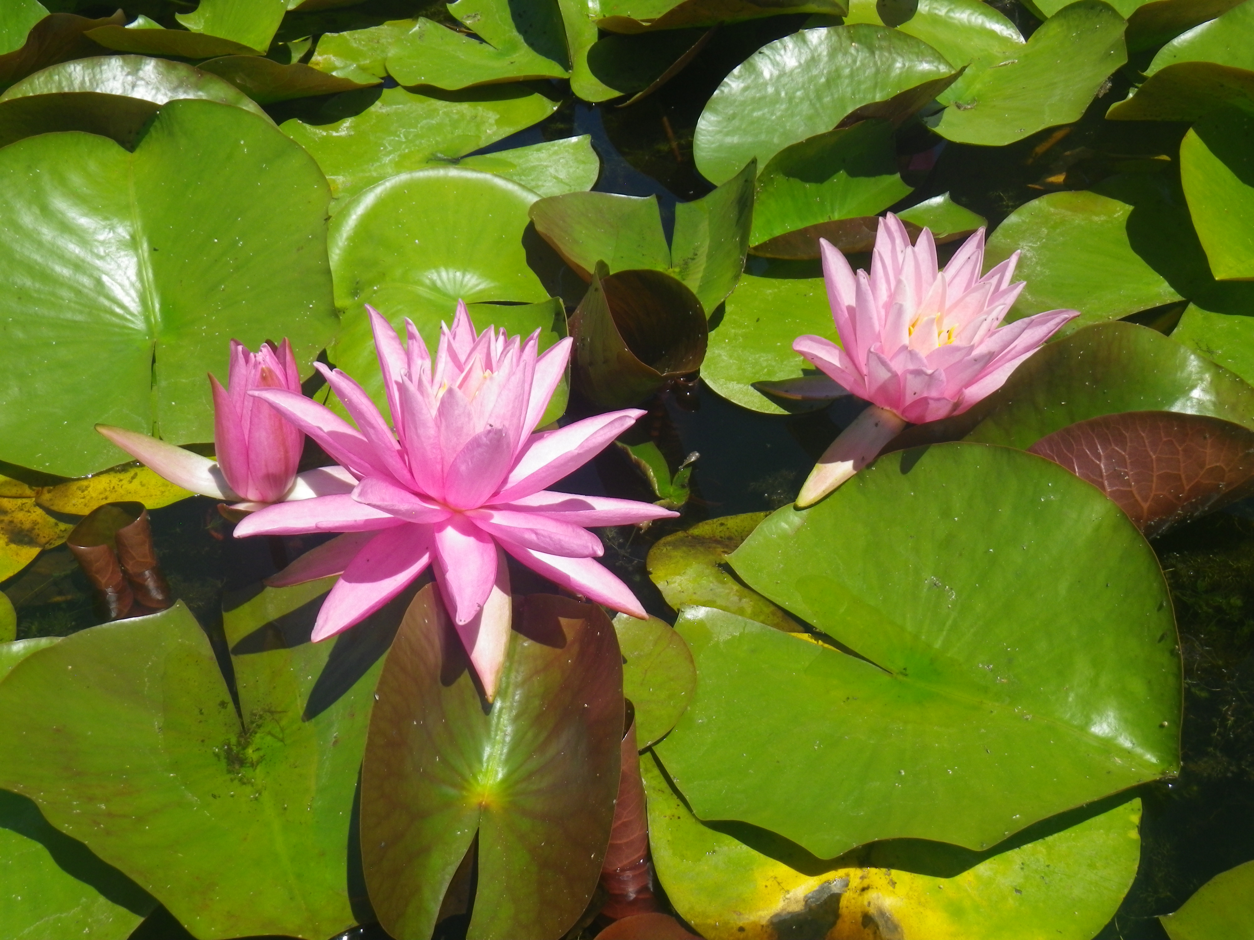 Nymphaea Rose Arey - Devon Pond Plants