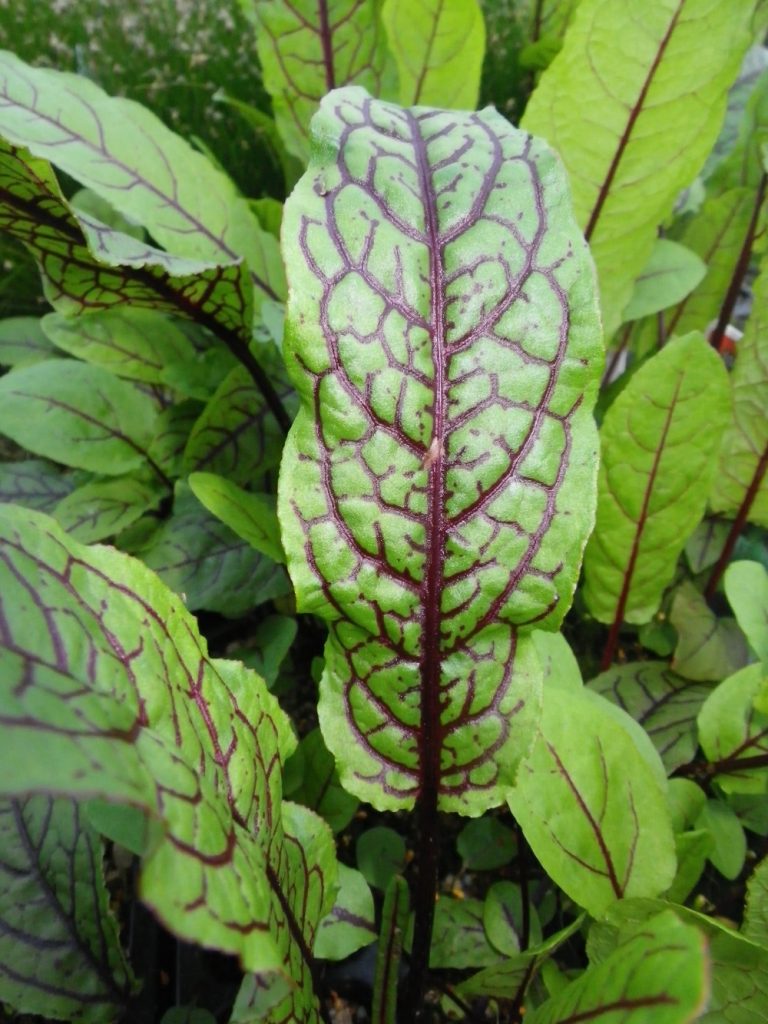 Rumex sanguineus (Red vein dock) - Devon Pond Plants