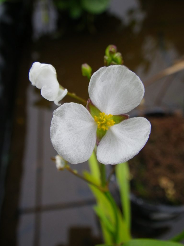 Sagittaria graminea (Oar leaved arrowhead) - Devon Pond Plants