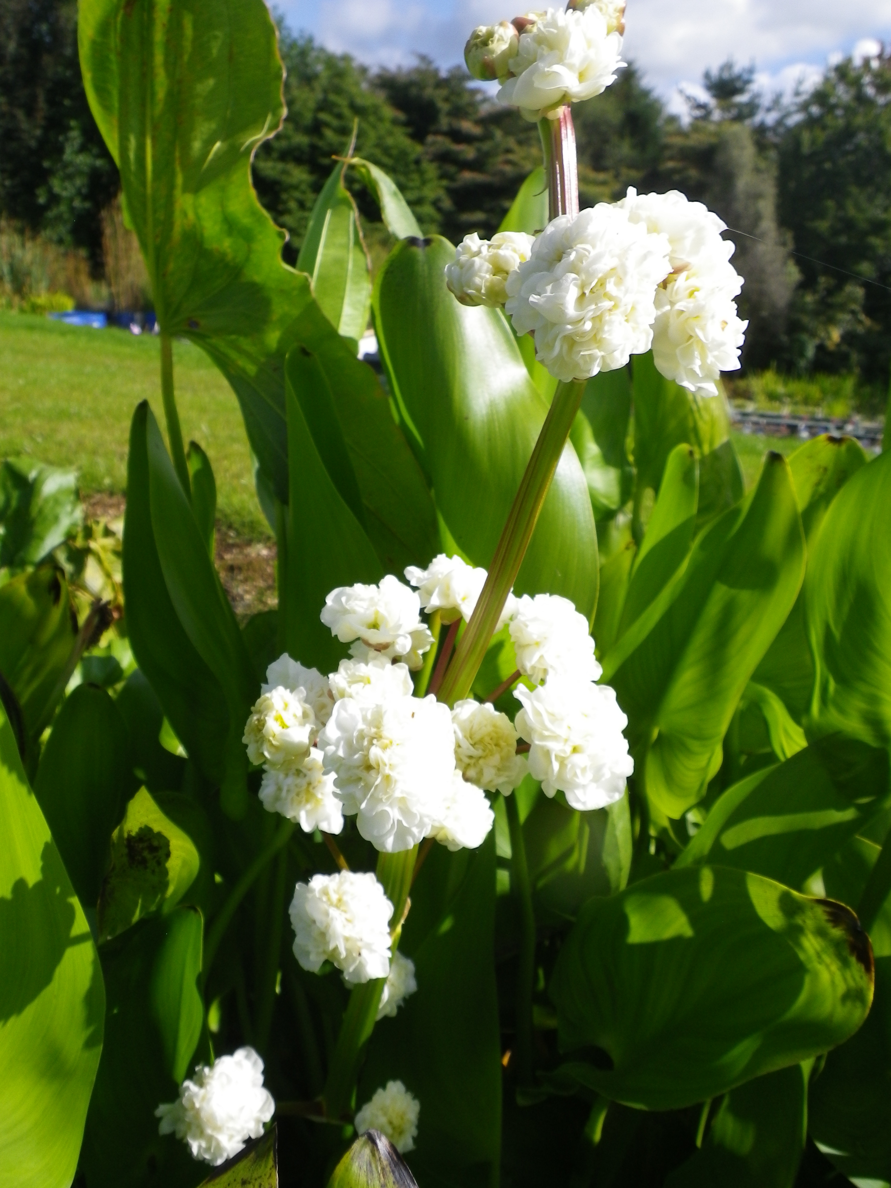 Sagittaria sagittifolia Flore Pleno - Devon Pond Plants