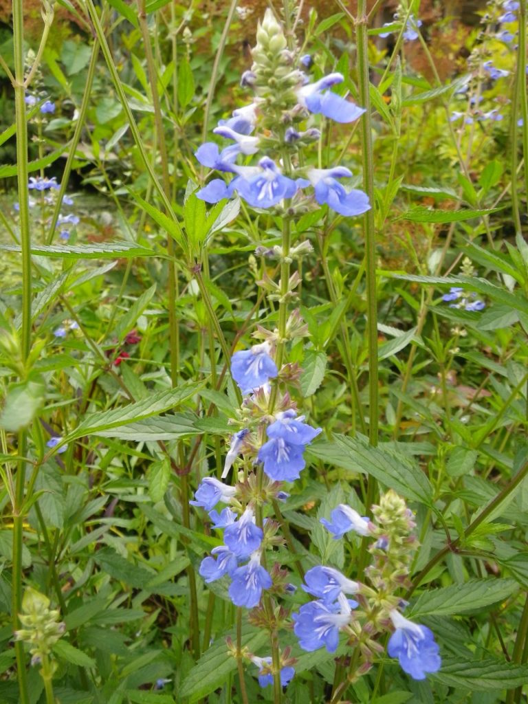 Salvia uliginosa (Bog Sage) - Devon Pond Plants
