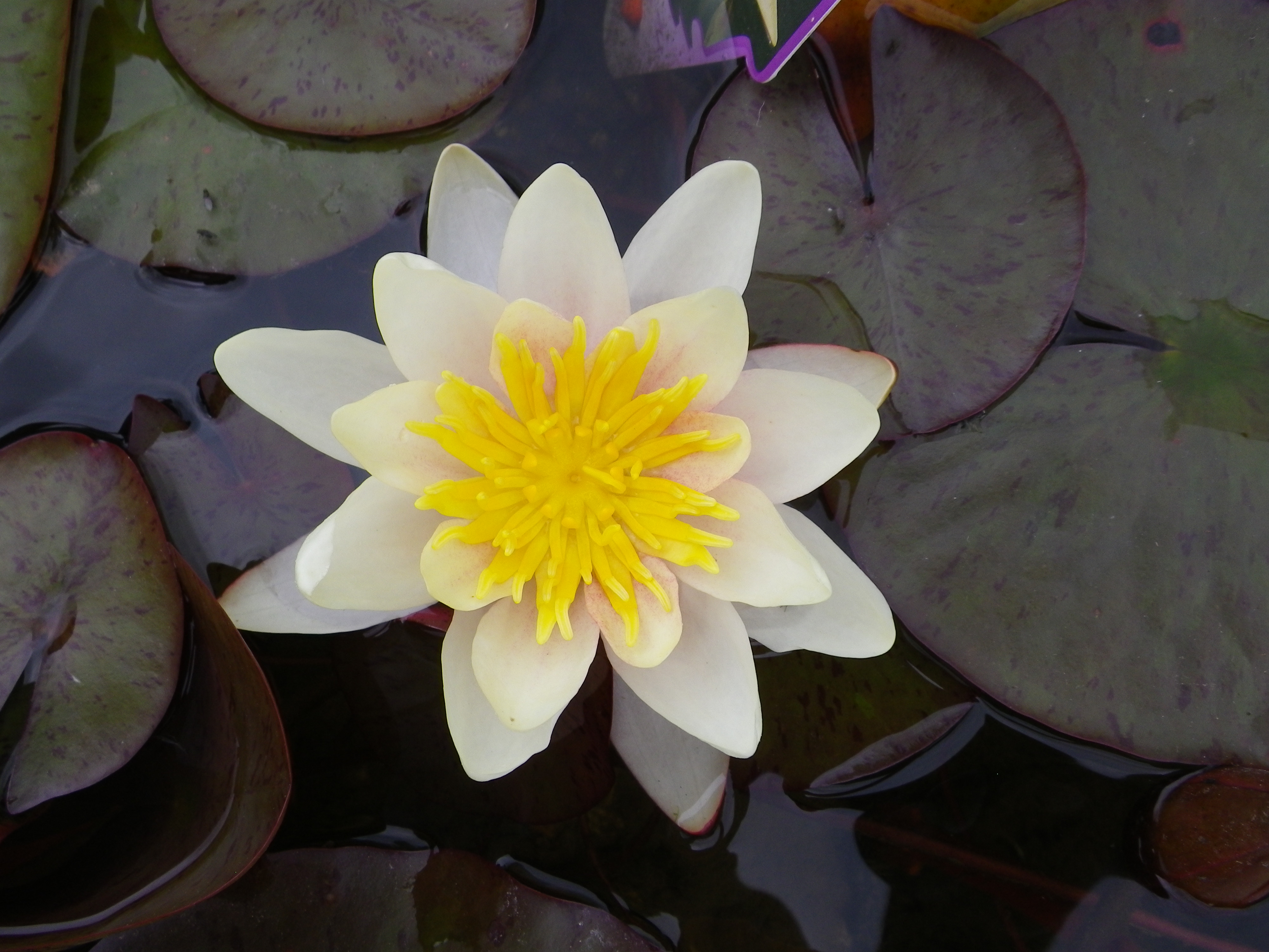 Nymphaea Sioux - Devon Pond Plants