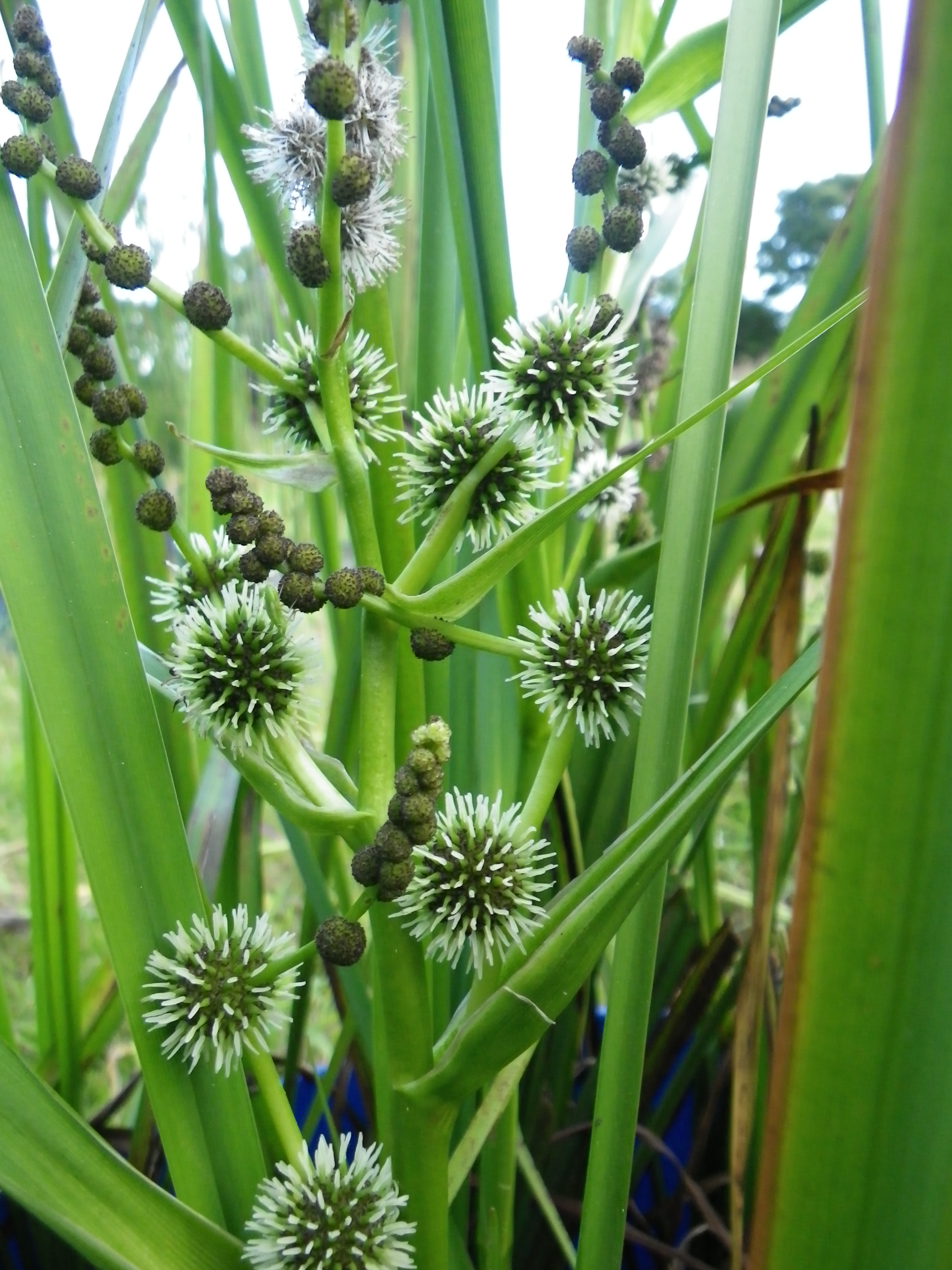 Sparganium emersum (Unbranched Bur-reed) - Devon Pond Plants