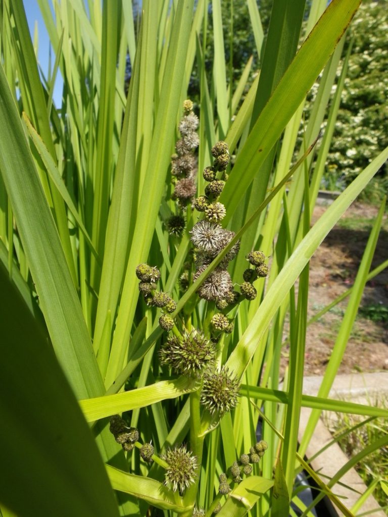 Sparganium erectum (Branched Bur Reed) - Devon Pond Plants