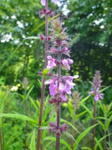 Stachys palustris (Marsh Woundwort) - Devon Pond Plants