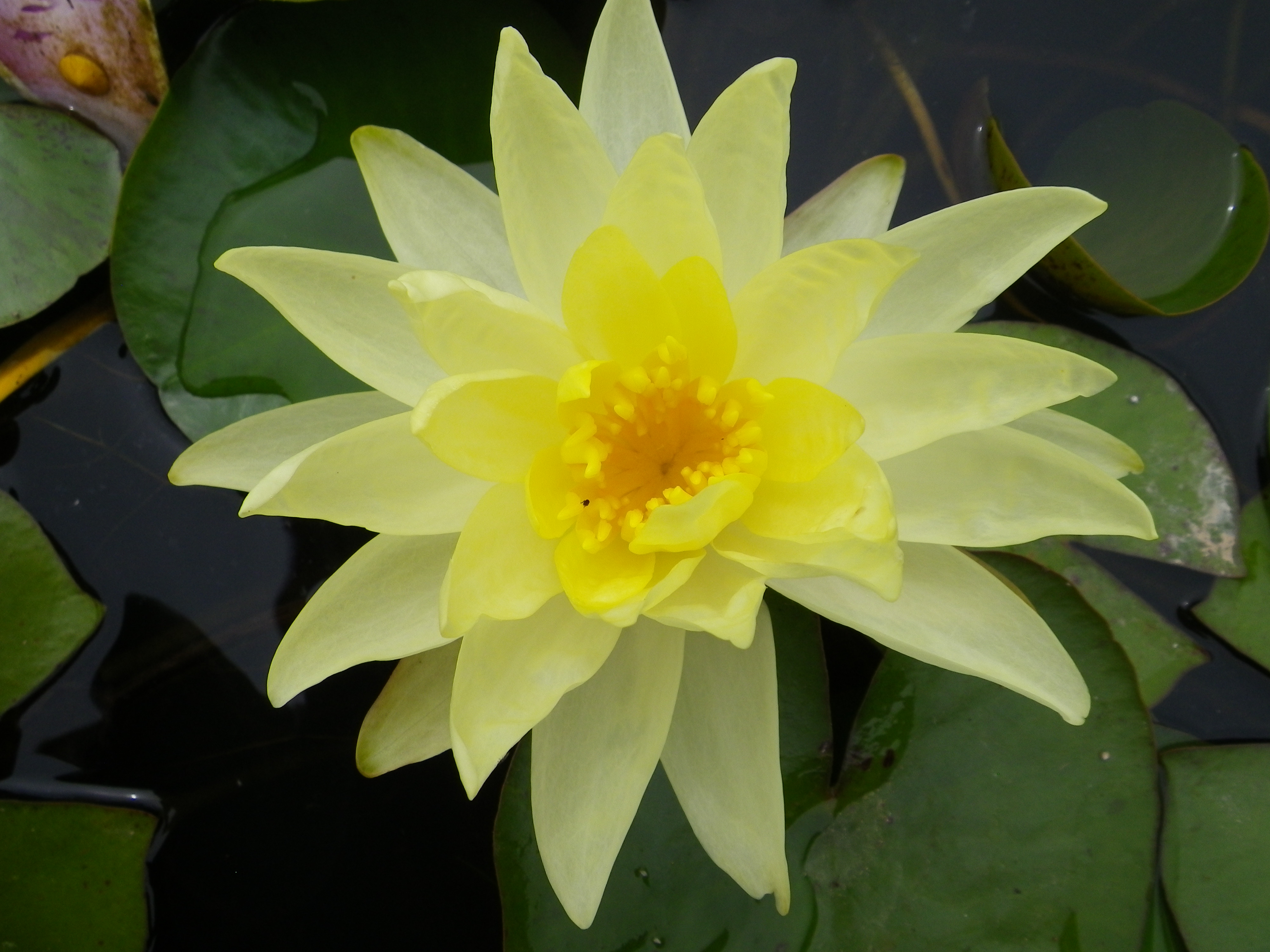 Nymphaea Sunrise - Devon Pond Plants