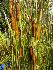 Typha gracilis (Graceful Reed Mace) - Devon Pond Plants