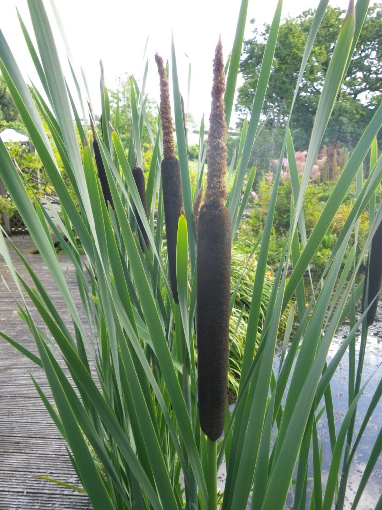Typha latifolia (Greater reed mace) - Devon Pond Plants