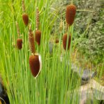Typha minima (miniature bulrush or reed-mace) - Devon Pond Plants