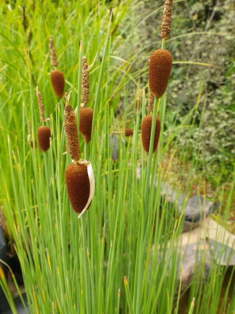 Typha minima (miniature bulrush or reed-mace) - Devon Pond Plants