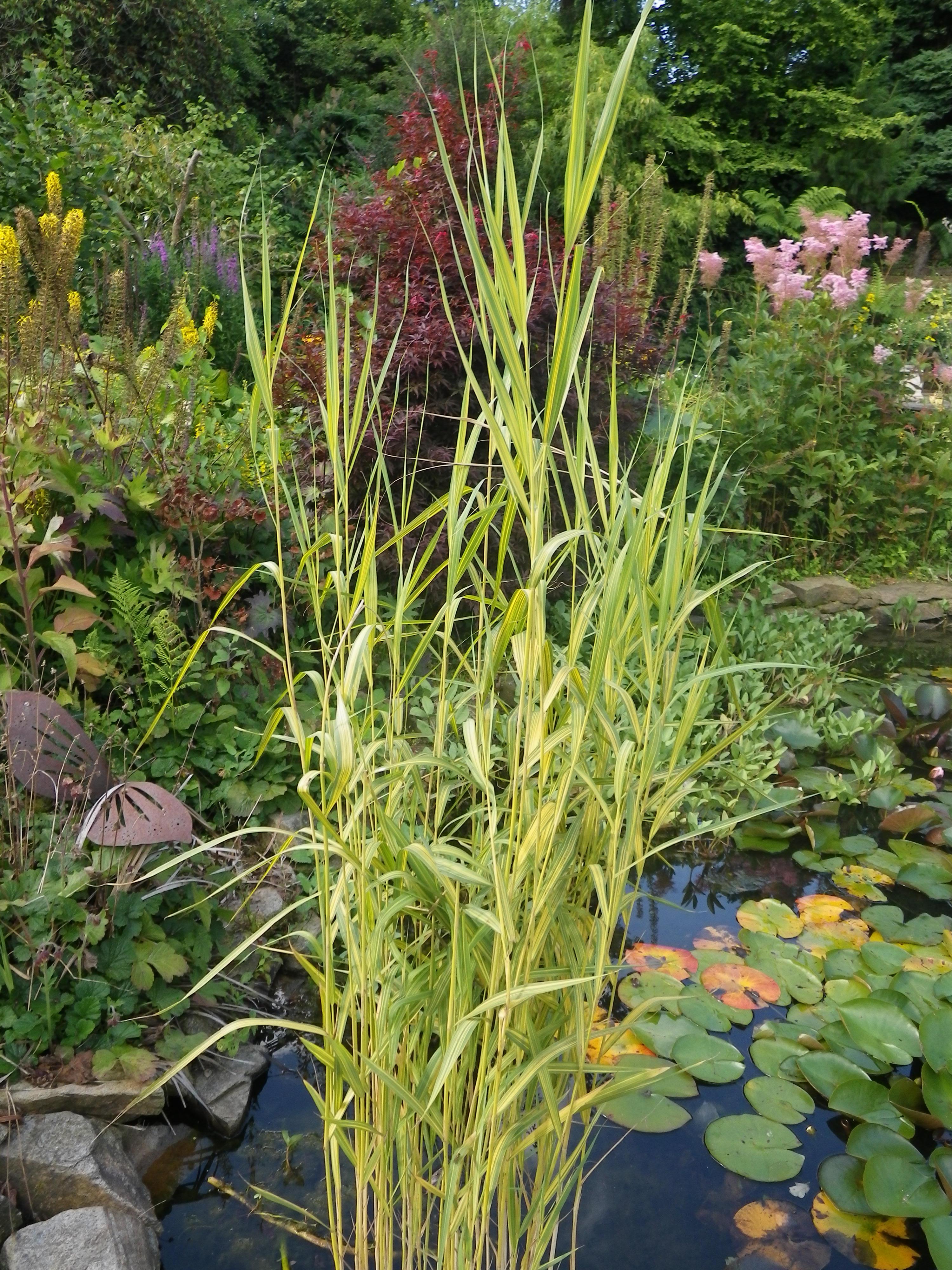 Phragmites australis variegatus - Devon Pond Plants