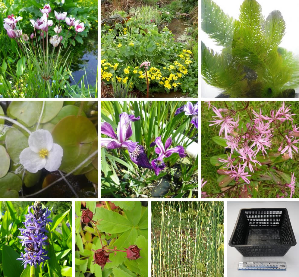 Small Pond Packs - Devon Pond Plants