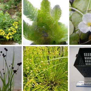 Large pond packs - Devon Pond Plants