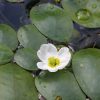 Luronium natans (Floating water plantain) - Devon Pond Plants