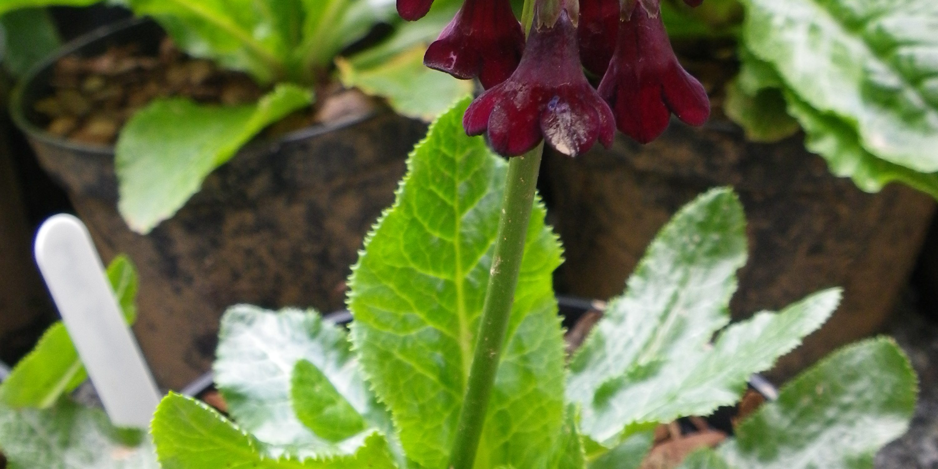 Welcome to my blog - Devon Pond Plants