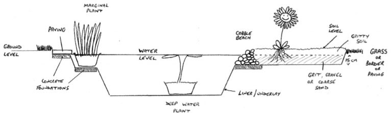 The difference between a marginal plant, a bog plant and a moisture ...