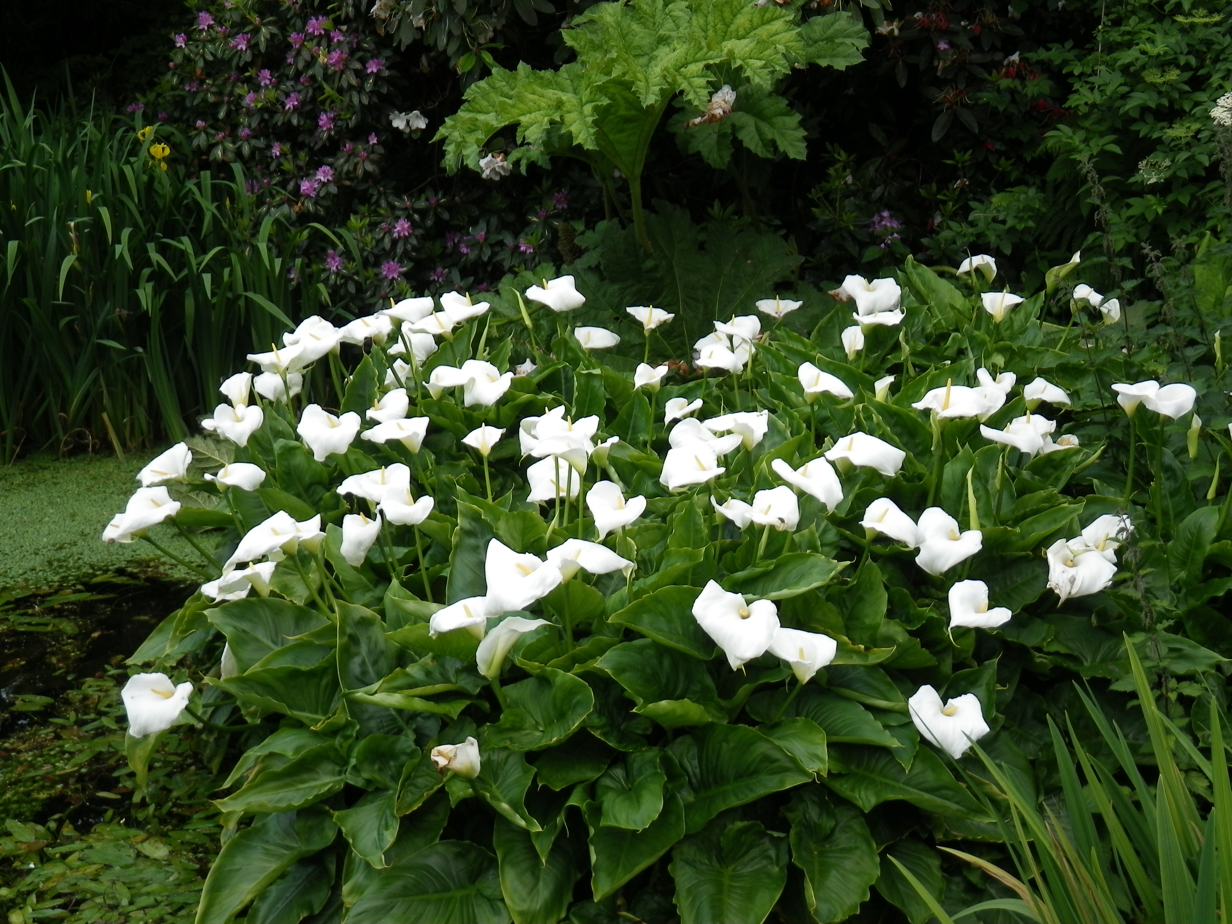 The difference between a marginal plant, a bog plant and a moisture ...