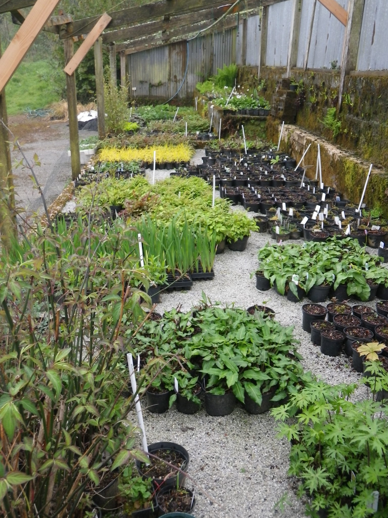 The calm after the storm - Devon Pond Plants