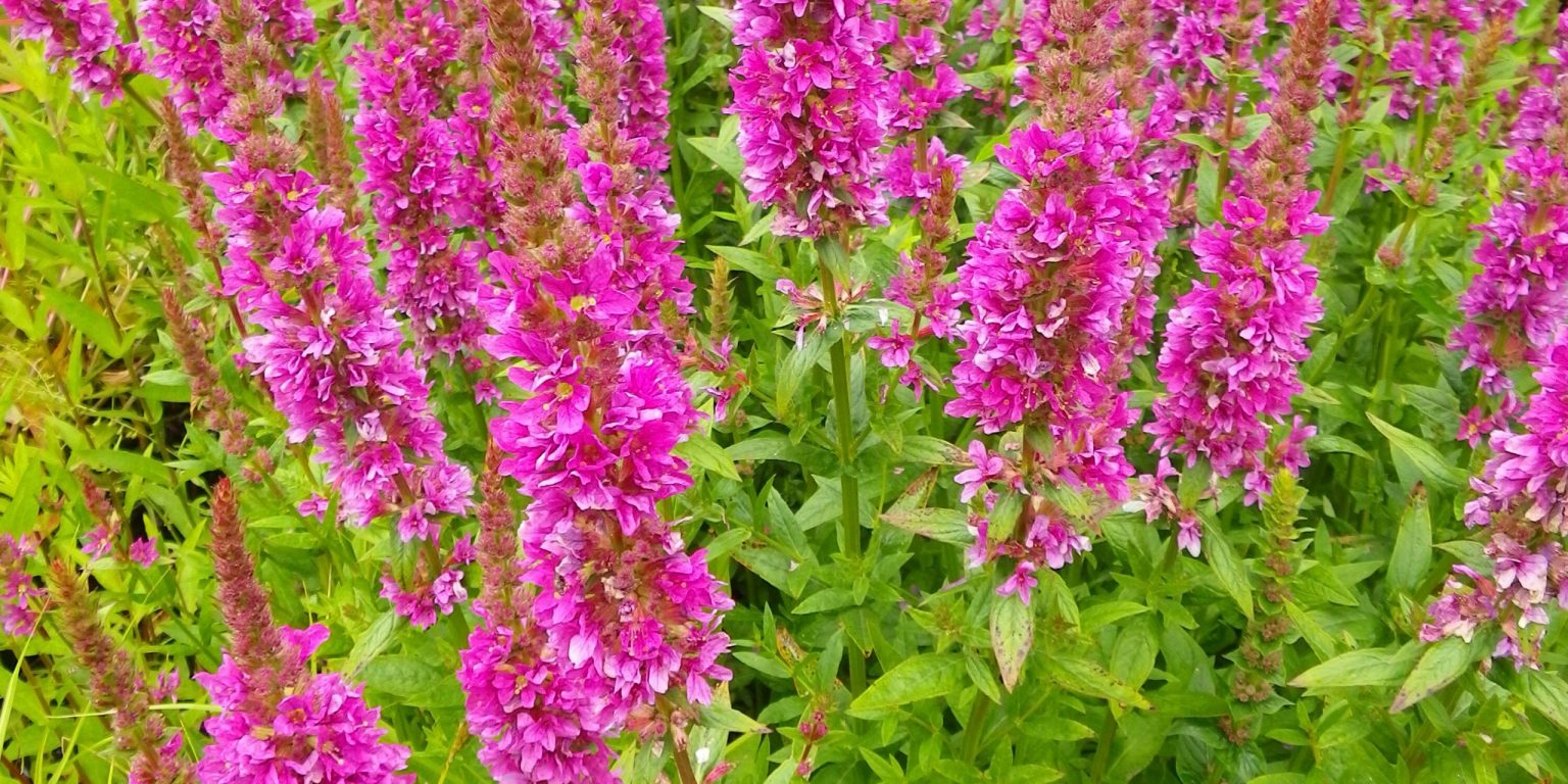 Pick and Mix P9 Pots (x10) - Devon Pond Plants