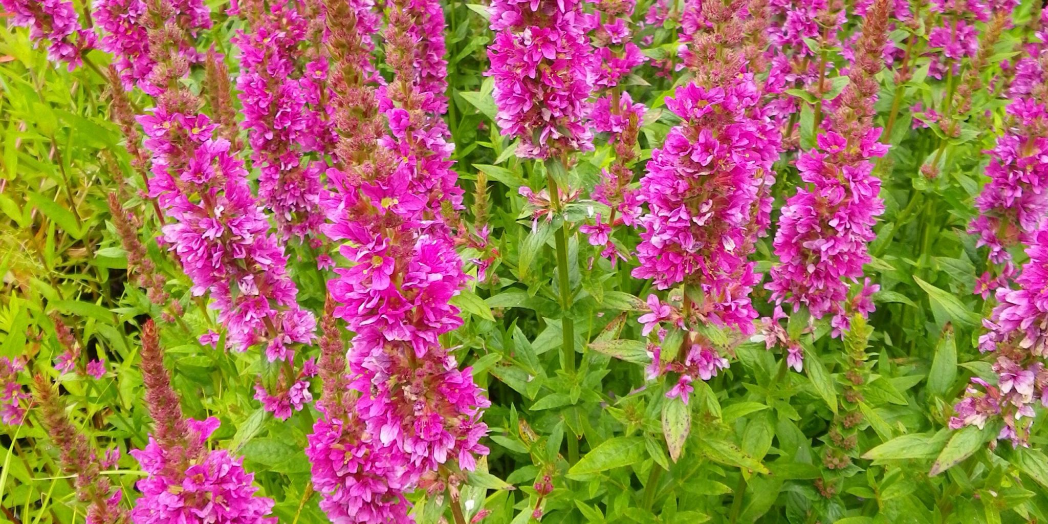 Pick and Mix P9 Pots (x10) - Devon Pond Plants