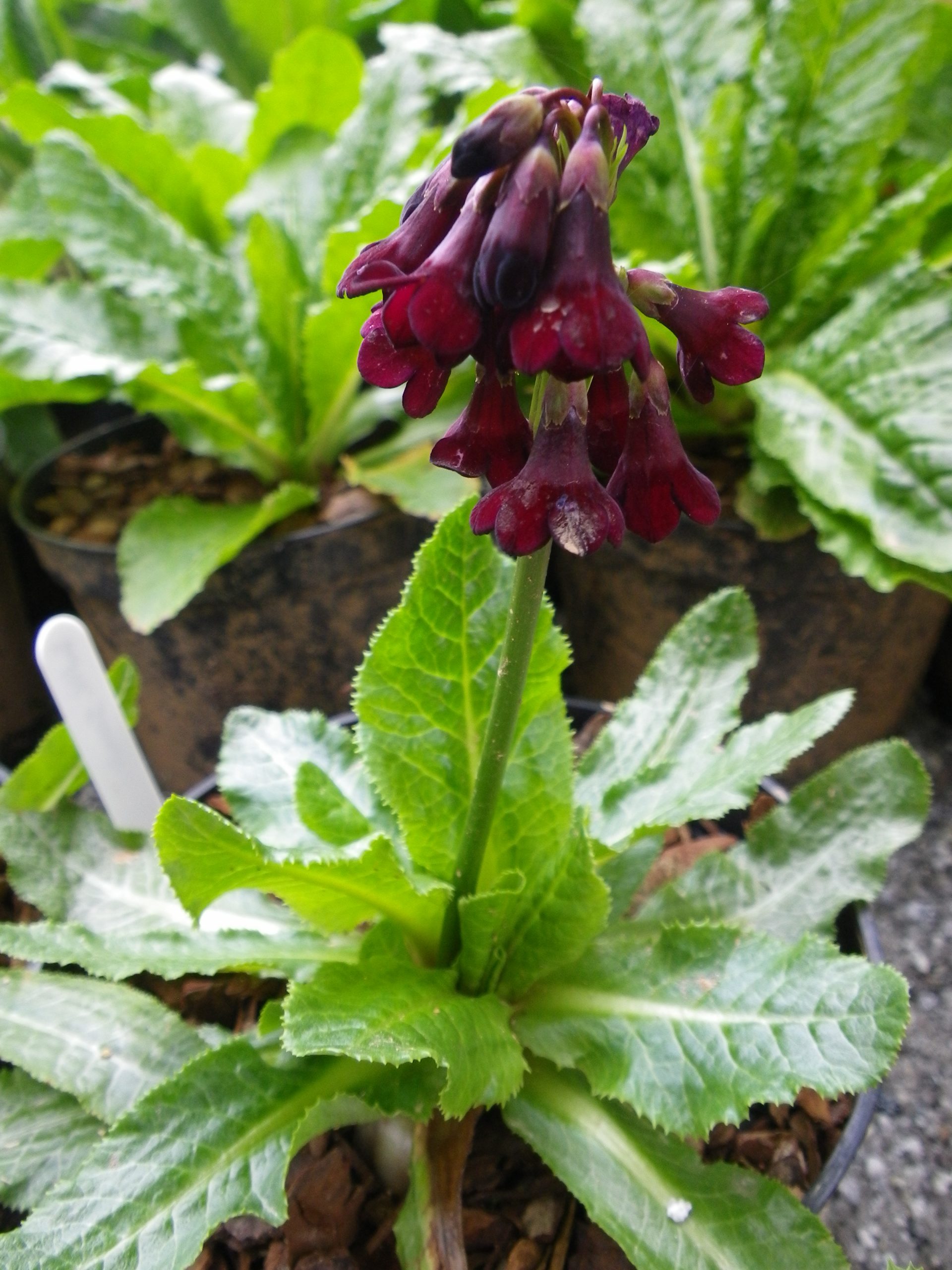 On Sale - Devon Pond Plants