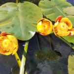 Nuphar japonica Rubra - Devon Pond Plants
