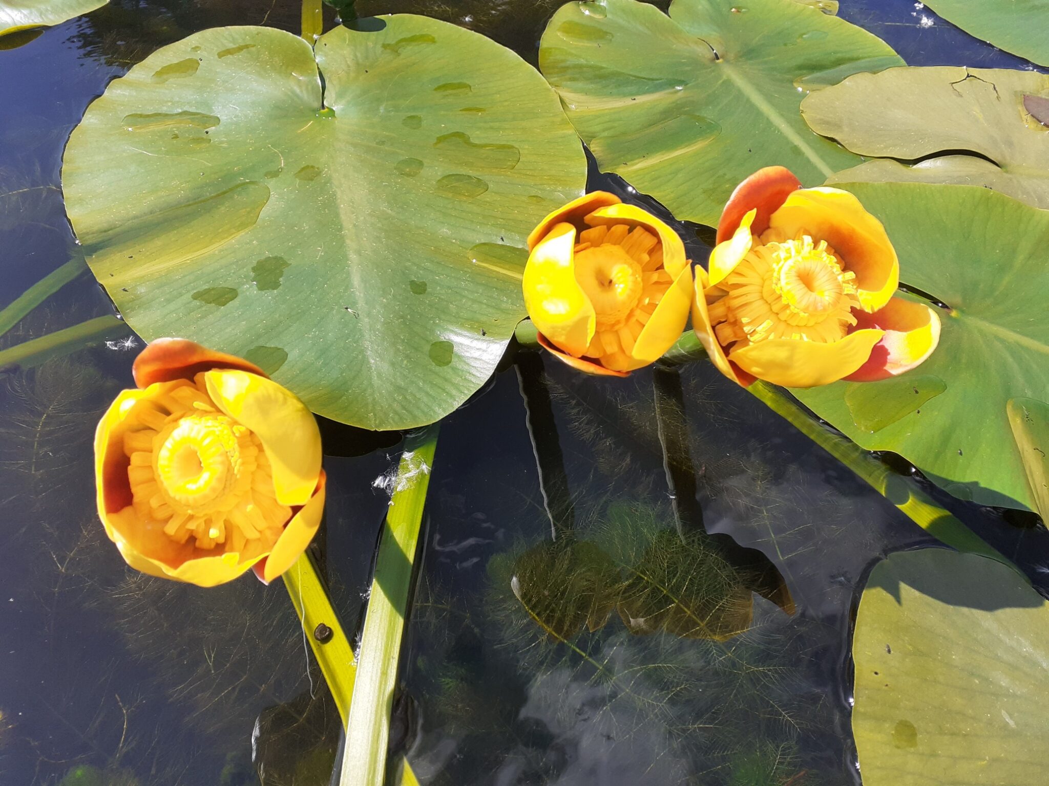 Nuphar japonica Rubra - Devon Pond Plants