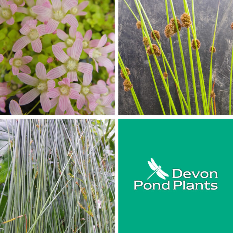 Potted pond packs for Wildlife - Devon Pond Plants