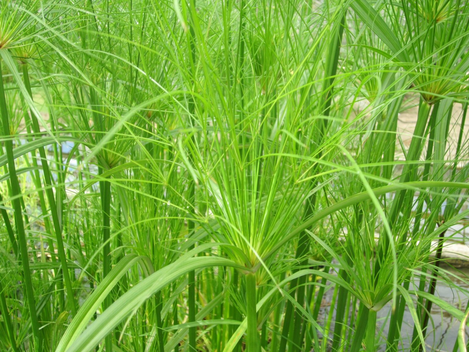 Cyperus papyrus percamenthus - Devon Pond Plants