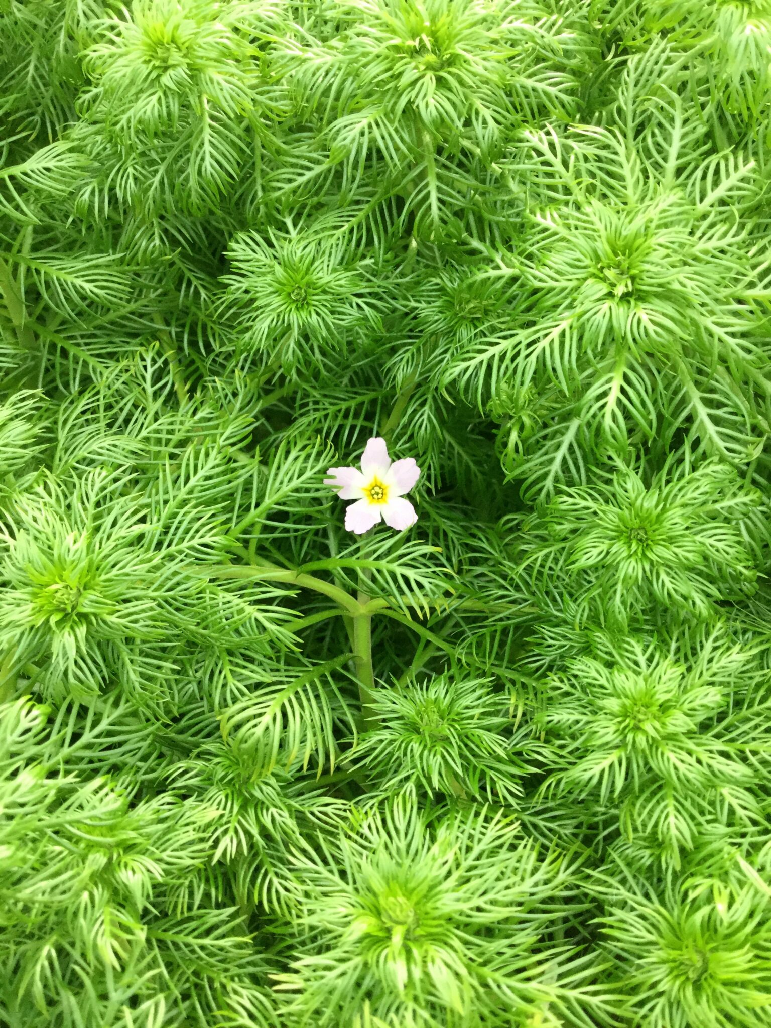 Hottonia palustris (Water violet) - Devon Pond Plants