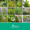 Large Native pond pack - Devon Pond Plants