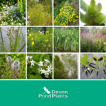 Large Native pond pack - Devon Pond Plants