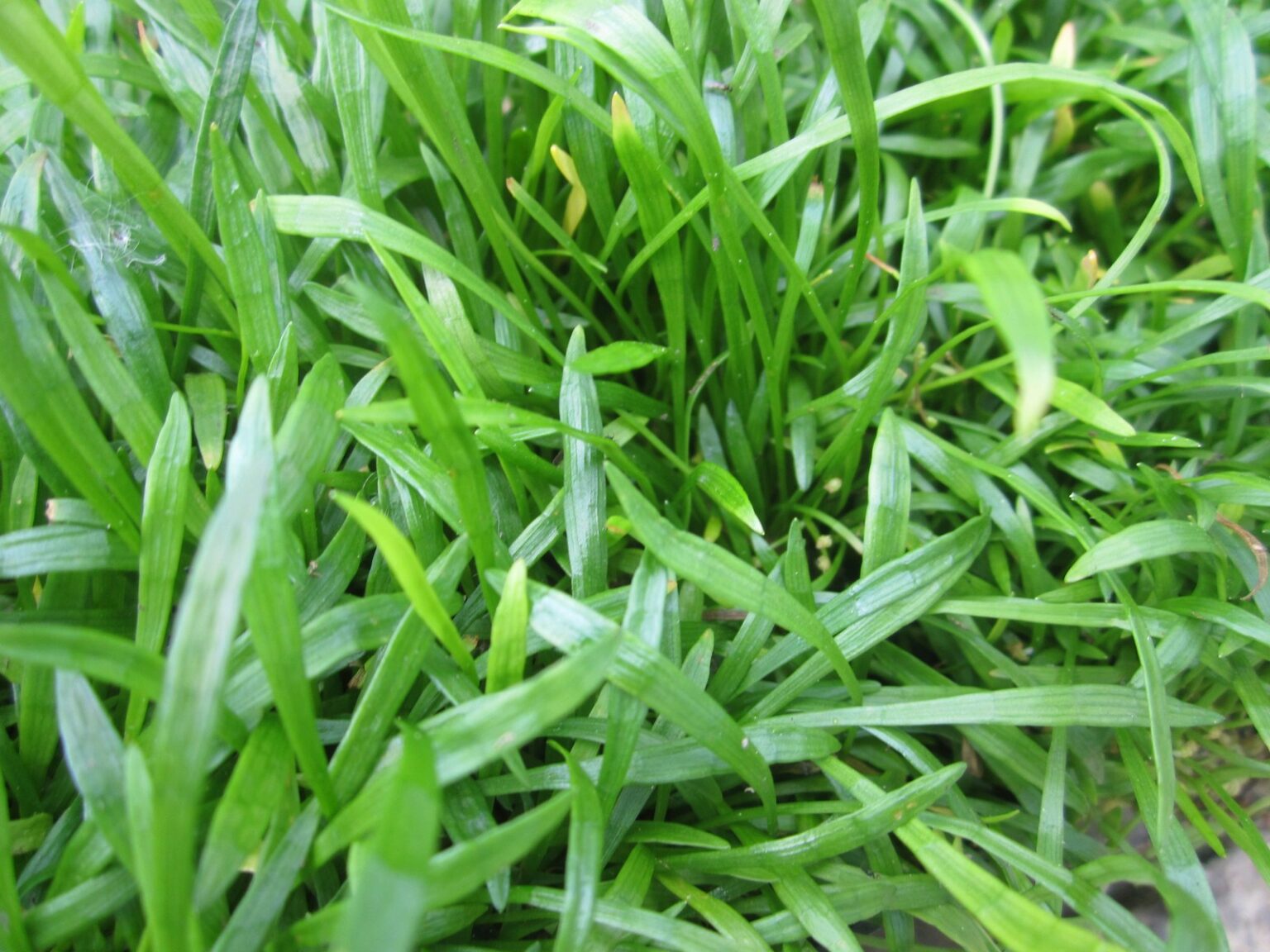 Lilaeopsis brasiliensis (Micro sword) - Devon Pond Plants