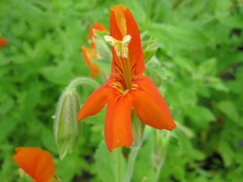 Mimulus cardinalis - Devon Pond Plants
