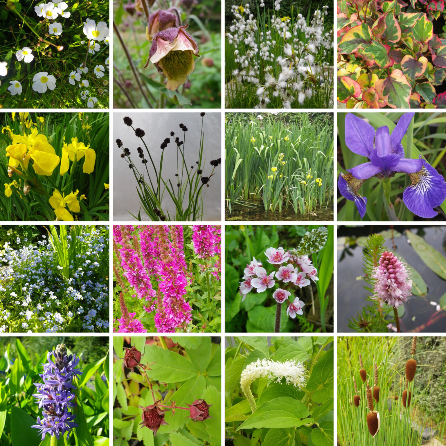 Pick and Mix P9 Pots (x10) - Devon Pond Plants