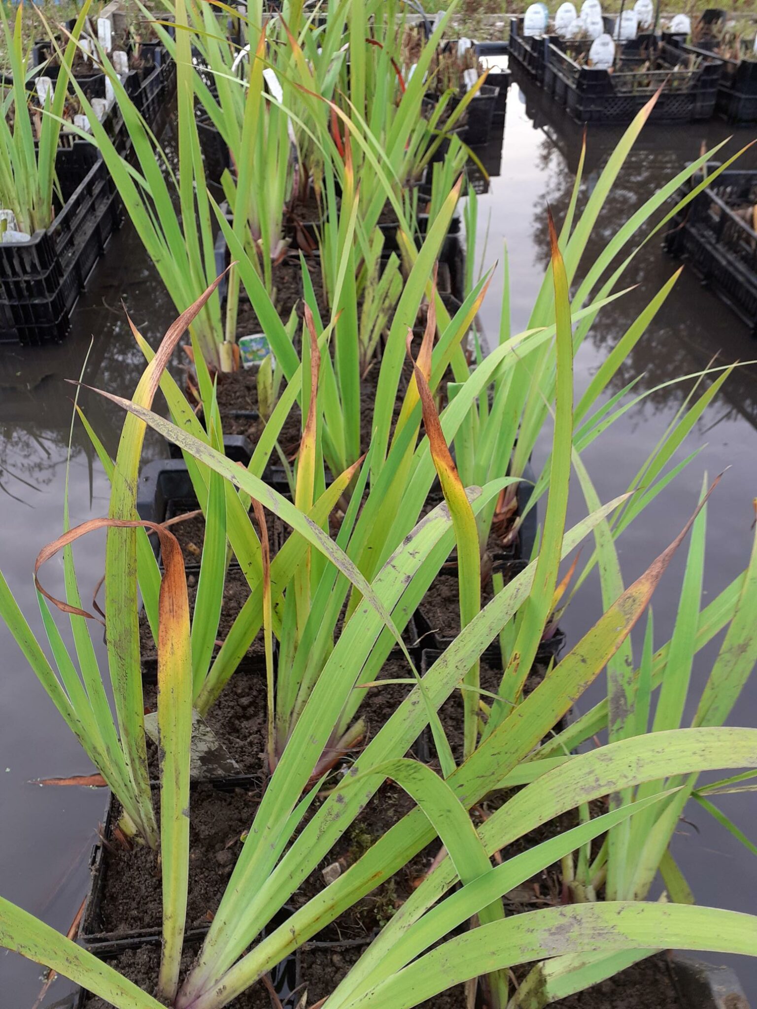 Autumn/Winter Update 2023 - Devon Pond Plants