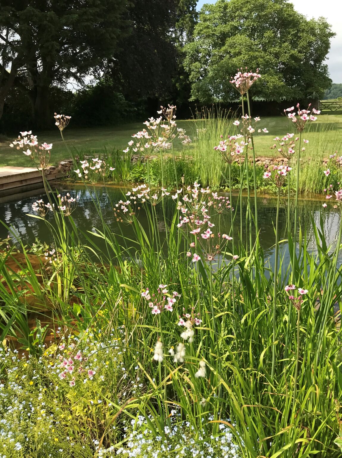Natural Swimming Ponds Part 1 - The Principles - Devon Pond Plants